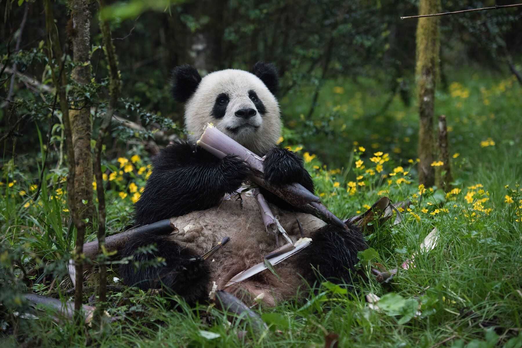PANDAS Return To IMAX Win Tickets Mom The Magnificent