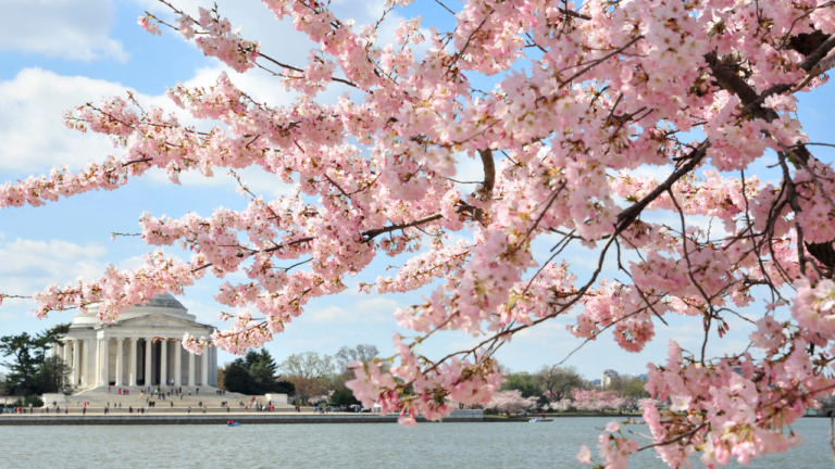 Ultimate 2026 Cherry Blossom Guide in DC - Mom the Magnificent